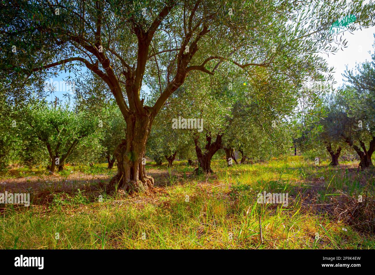 View on the canopies of green olive trees at plantation Stock Photo - Alamy