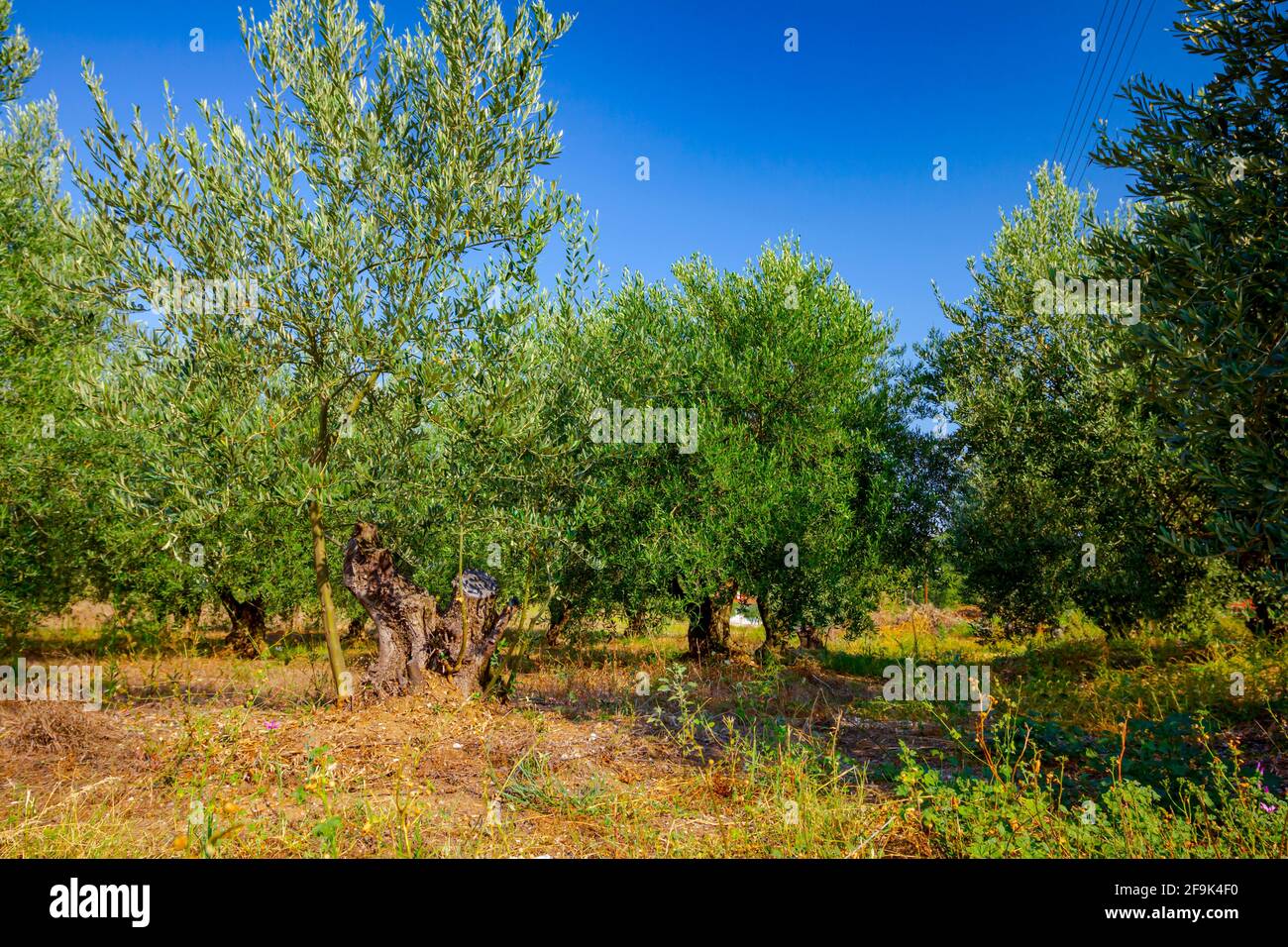 View on the canopies of green olive trees at plantation Stock Photo - Alamy