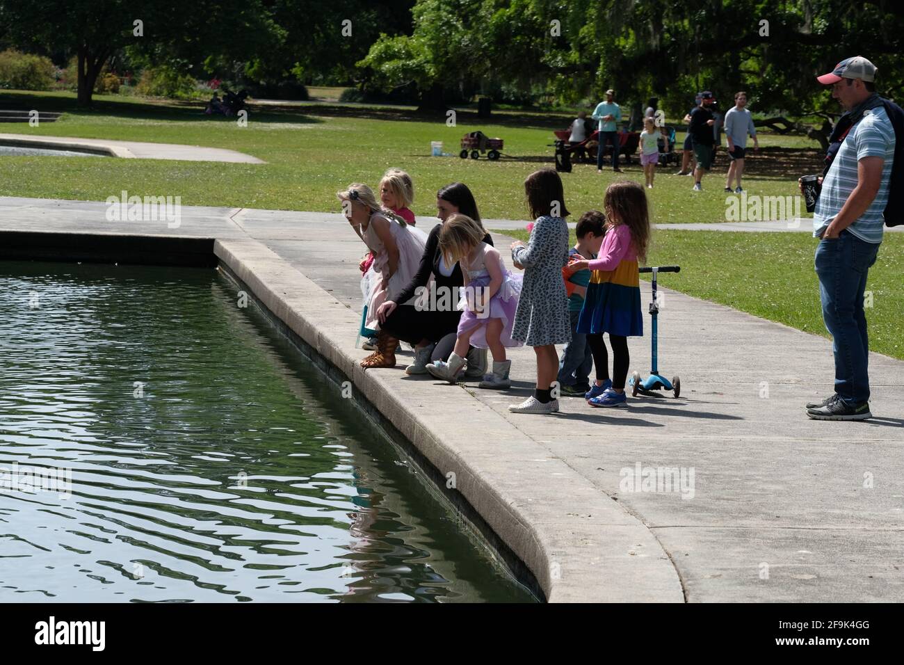 Canadian geese couple give birth to 6 chicks and get lots of attention ...