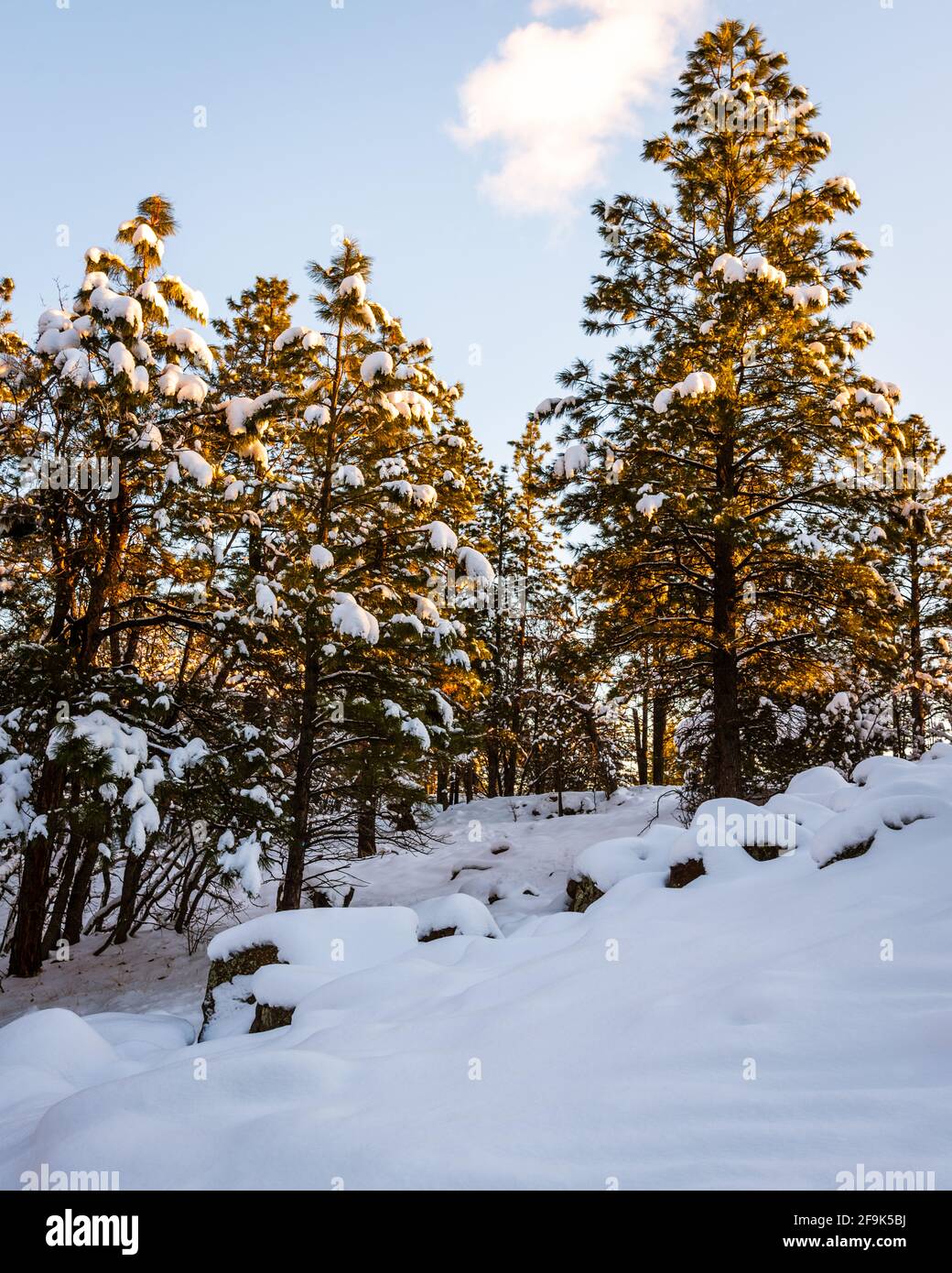 Burffalo park hi-res stock photography and images - Alamy