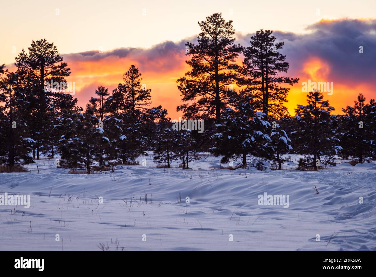Flagstaff arizona pine trees hi-res stock photography and images - Alamy