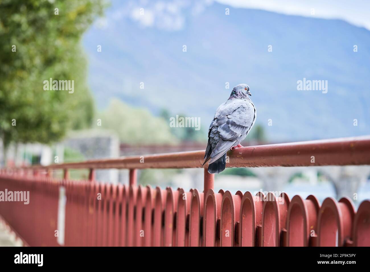 Rock dove or feral pigeon sitting on parapet on mountain lake ...