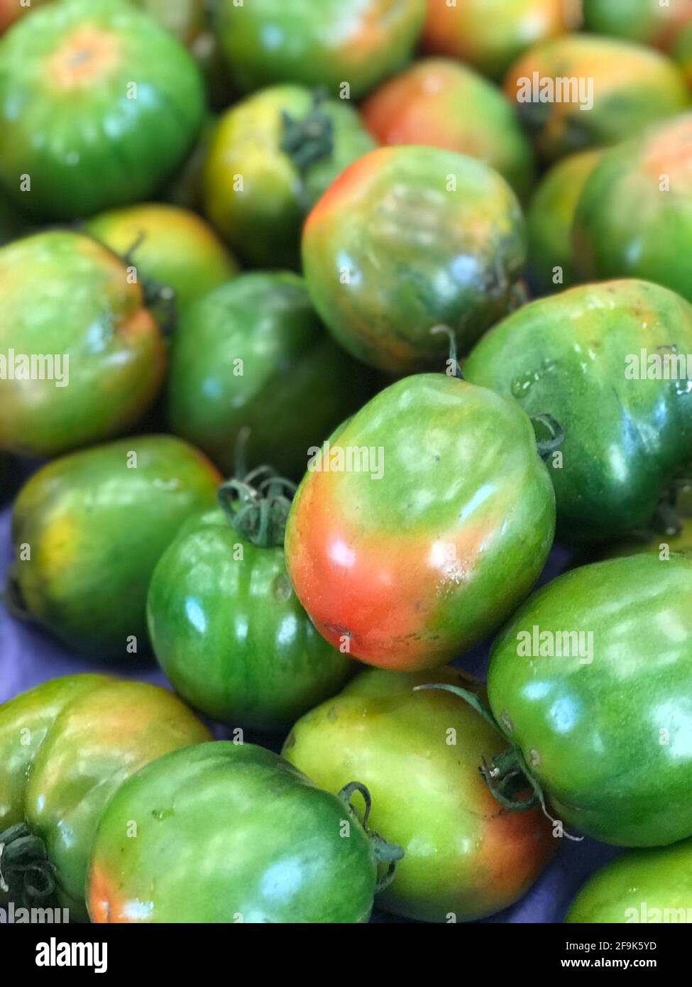 Green Tomato produced in Taiwan Stock Photo - Alamy