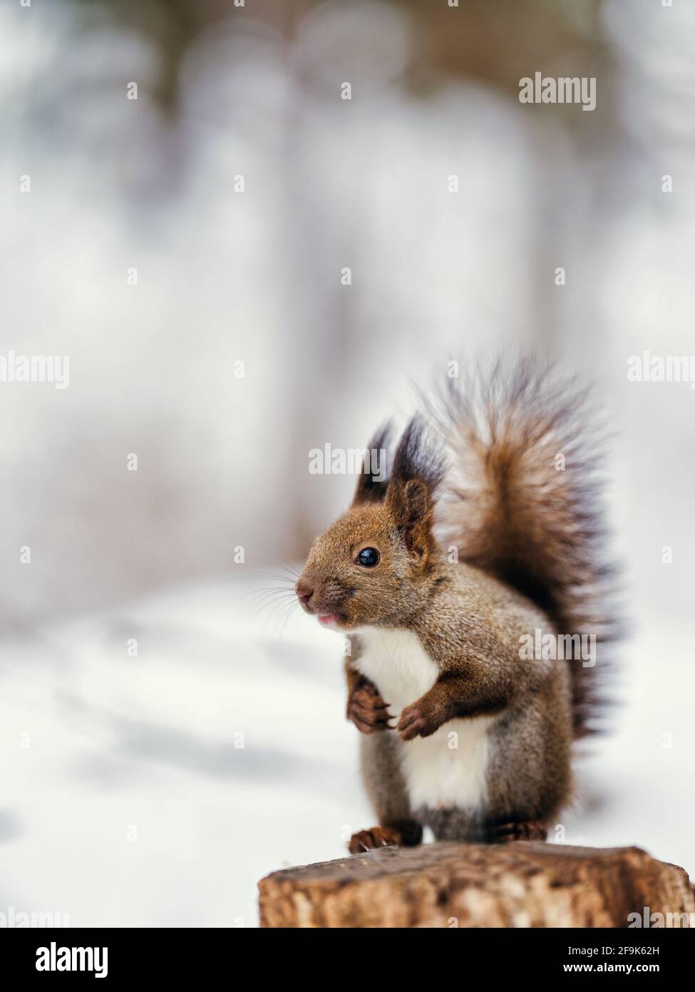 Hokkaido squirrel winter hi-res stock photography and images - Alamy