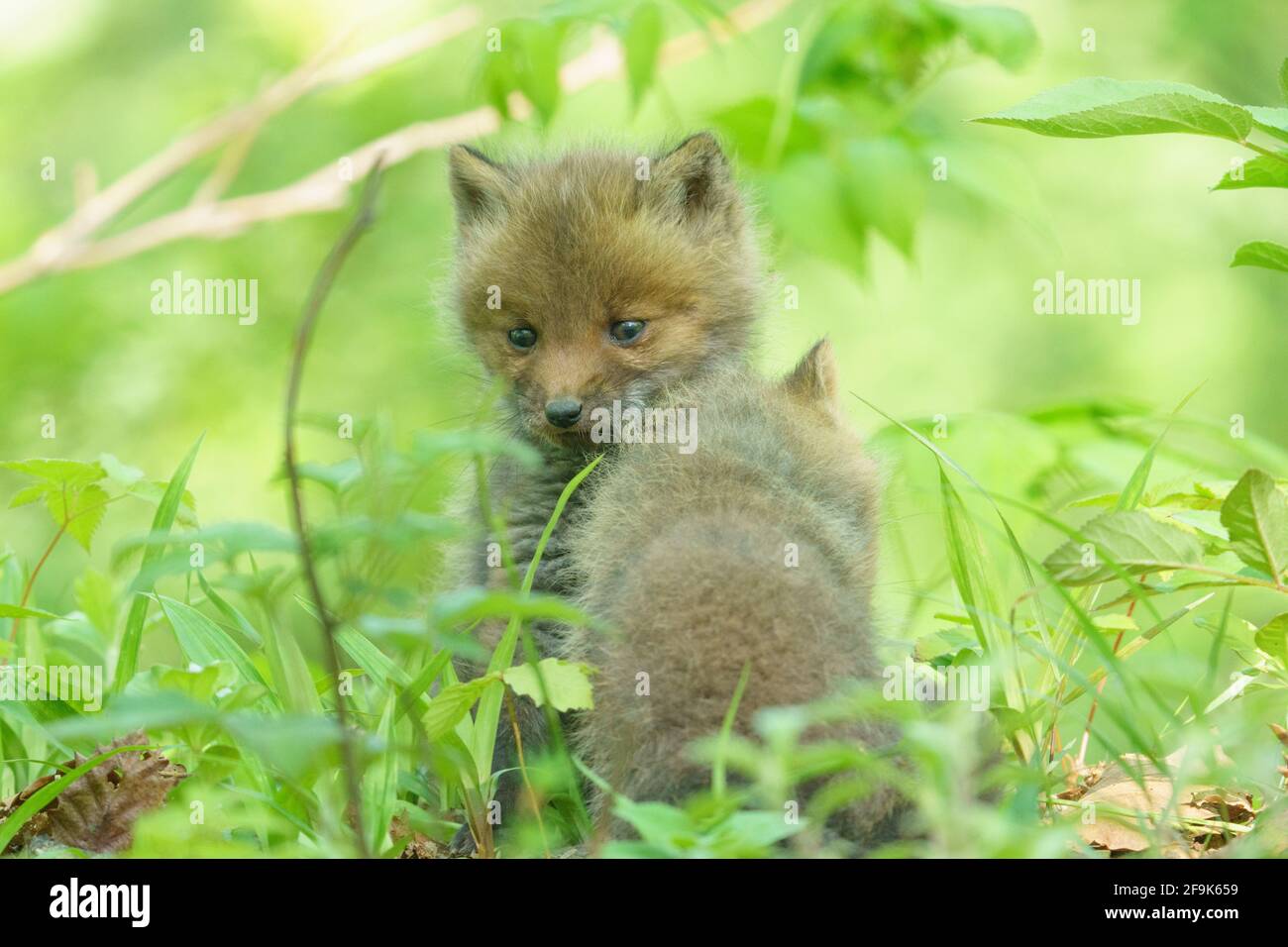 Ezo Red Fox Pup Stock Photo - Alamy