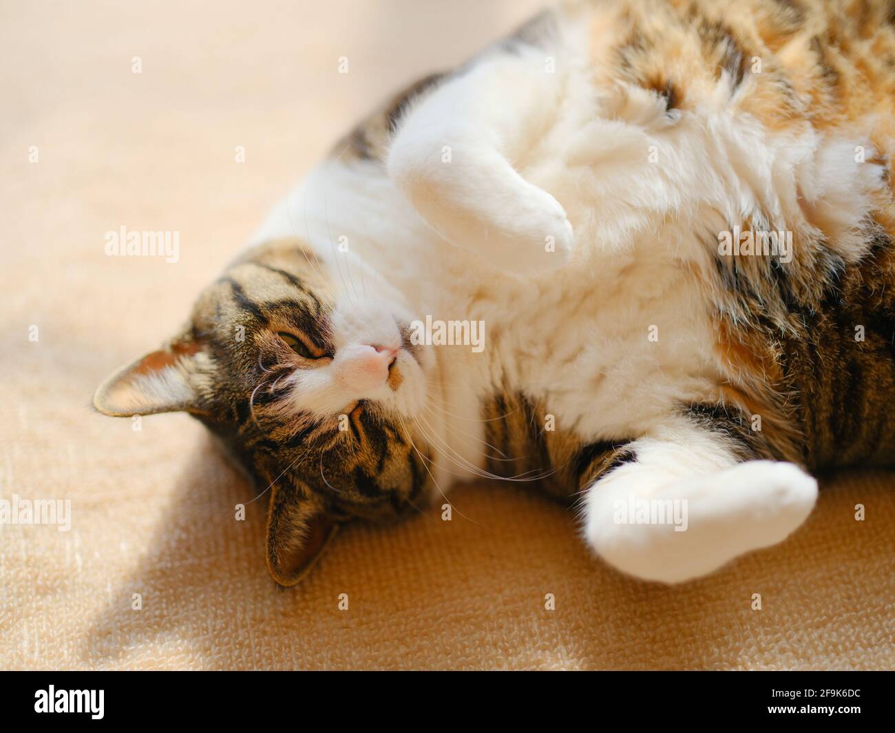 Cat Lying On Back Stock Photo - Alamy