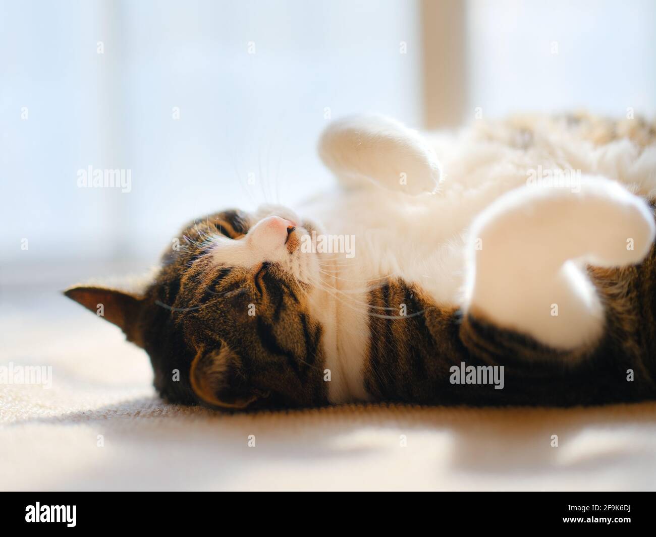 Cat Lying On Back Stock Photo - Alamy