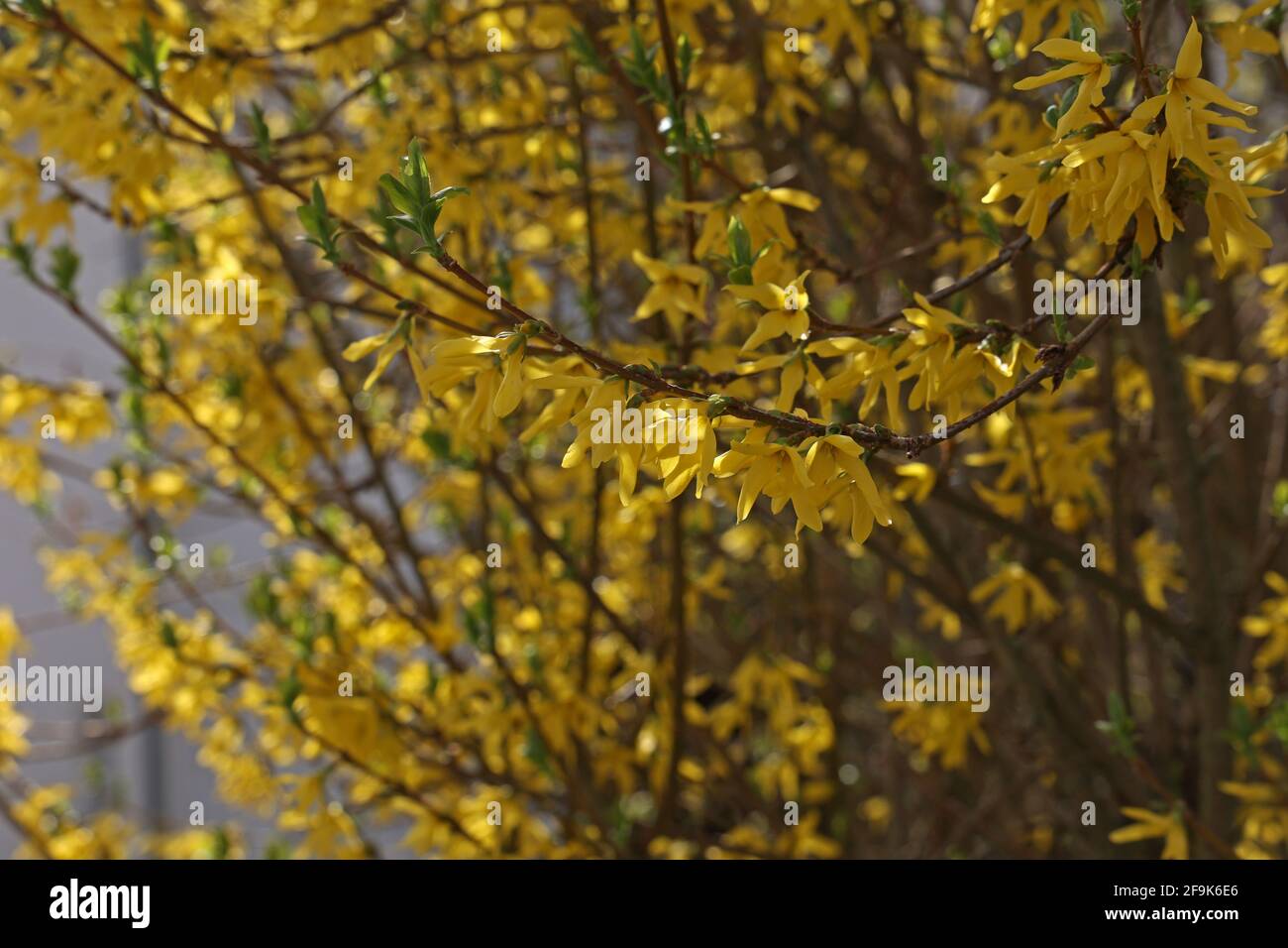 Beautiful yellow forsythia flowers bloom in spring. Close up Stock ...