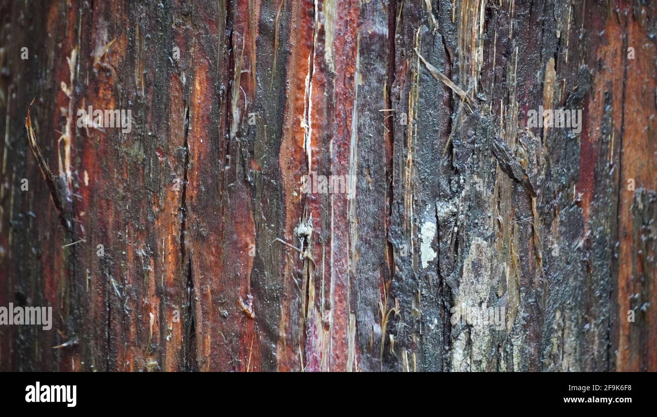 Colorful tree trunk hi-res stock photography and images - Alamy