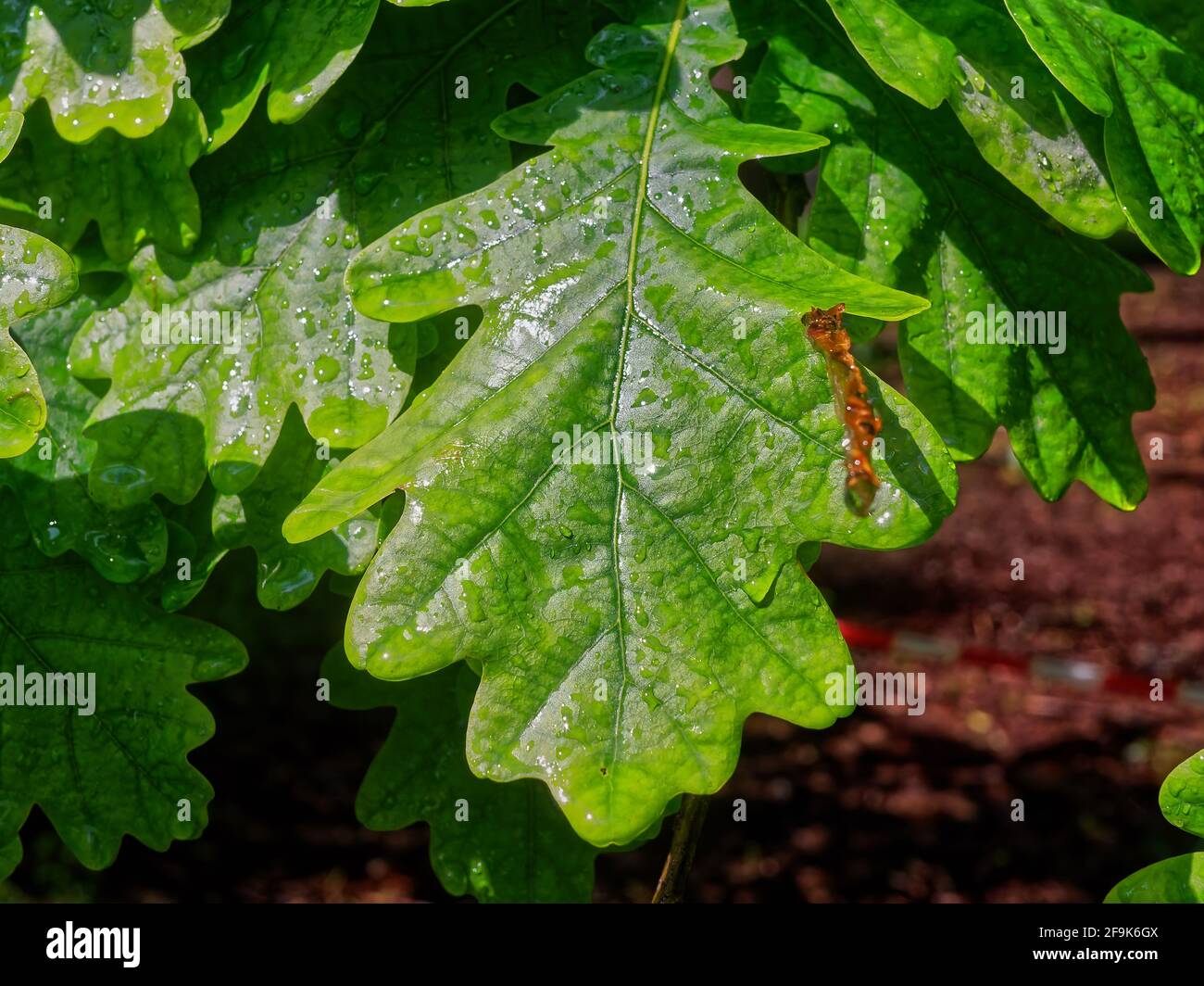Wet young oak leaves hi-res stock photography and images - Alamy