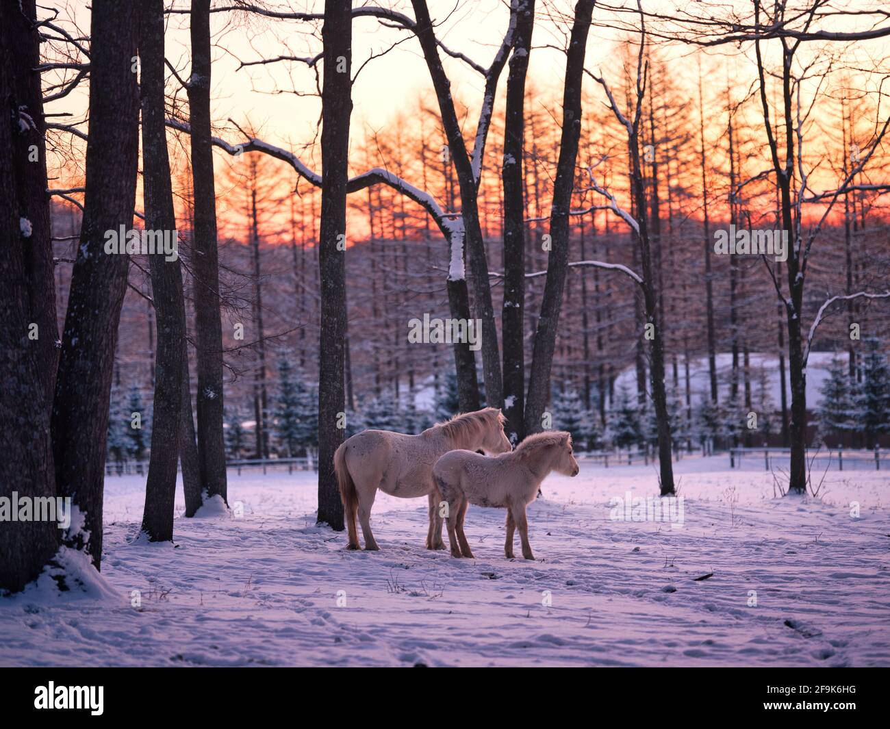 Dosanko Horse and Colt, Hokkaido, Japan Stock Photo - Alamy