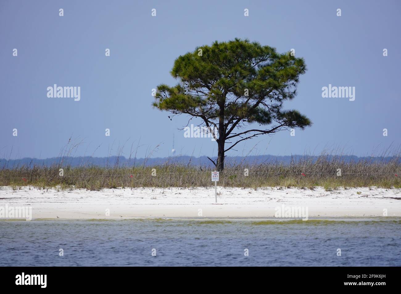 single tree on beach shore off the coast of north Florida Stock Photo ...