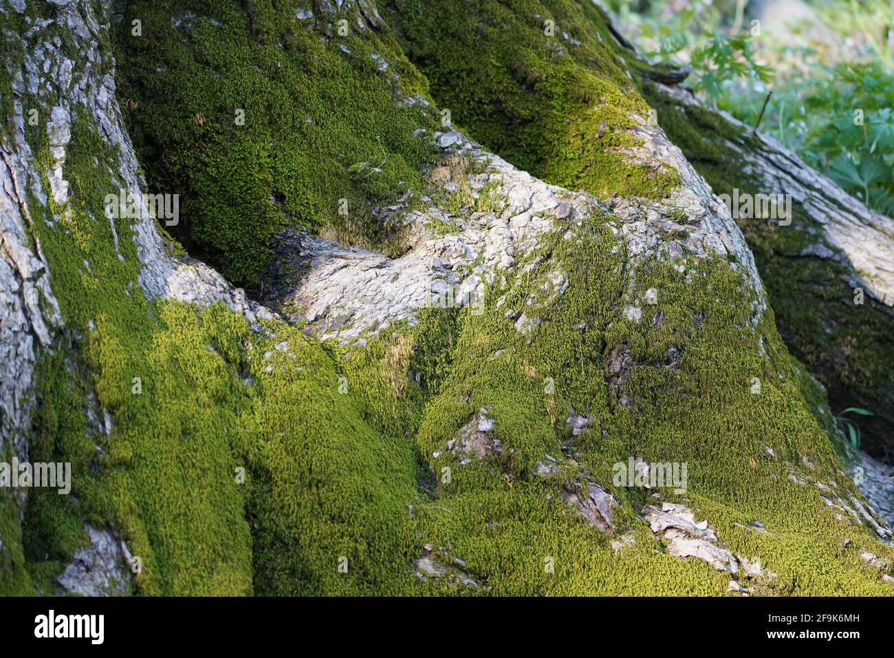 base of tree with moss on trunk Stock Photo - Alamy