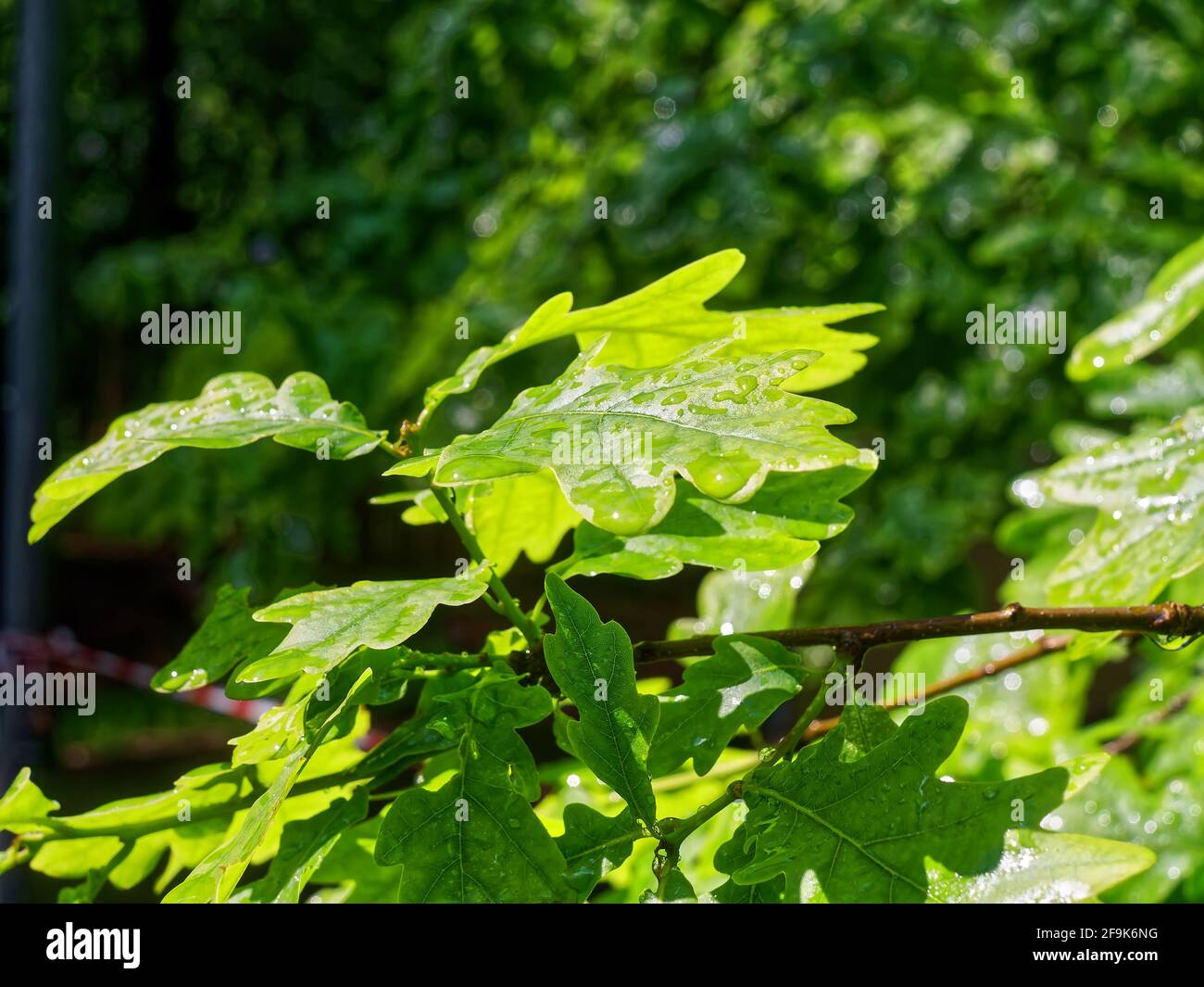 Wet young oak leaves hi-res stock photography and images - Alamy