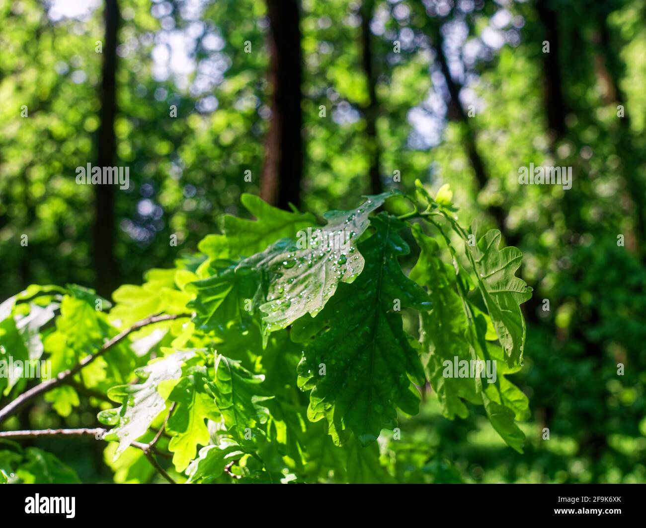 Wet young oak leaves hi-res stock photography and images - Alamy