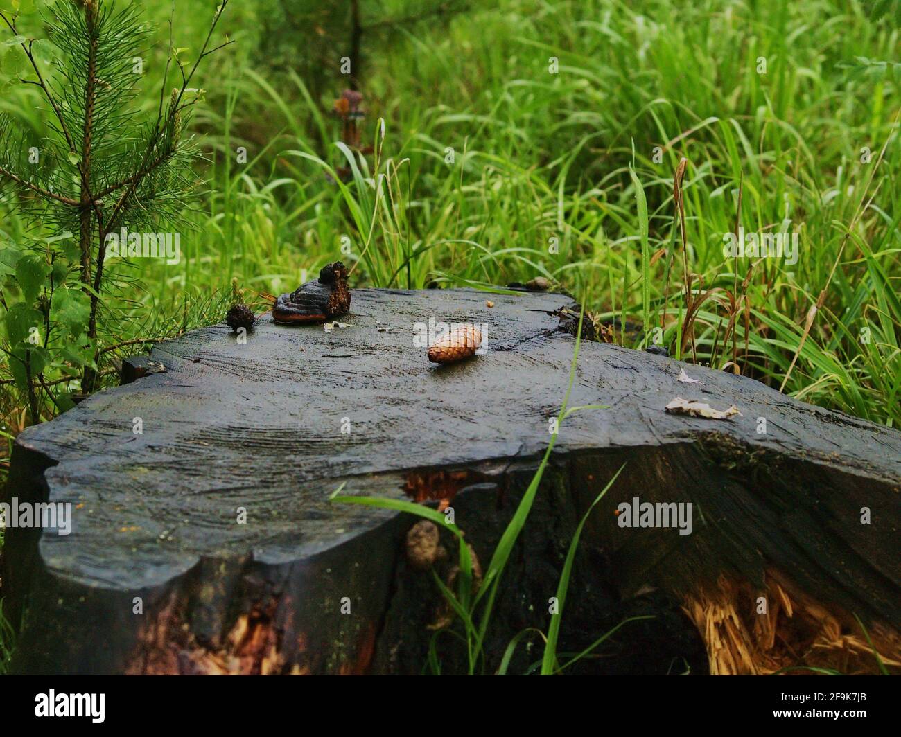 Bumps on the leaf hi-res stock photography and images - Alamy