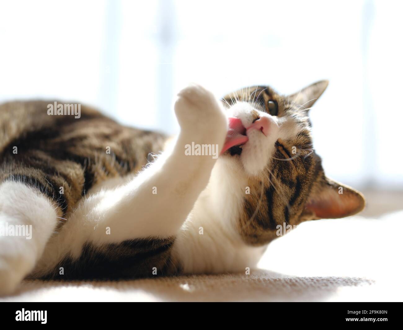 Cat Washing the Face Stock Photo - Alamy