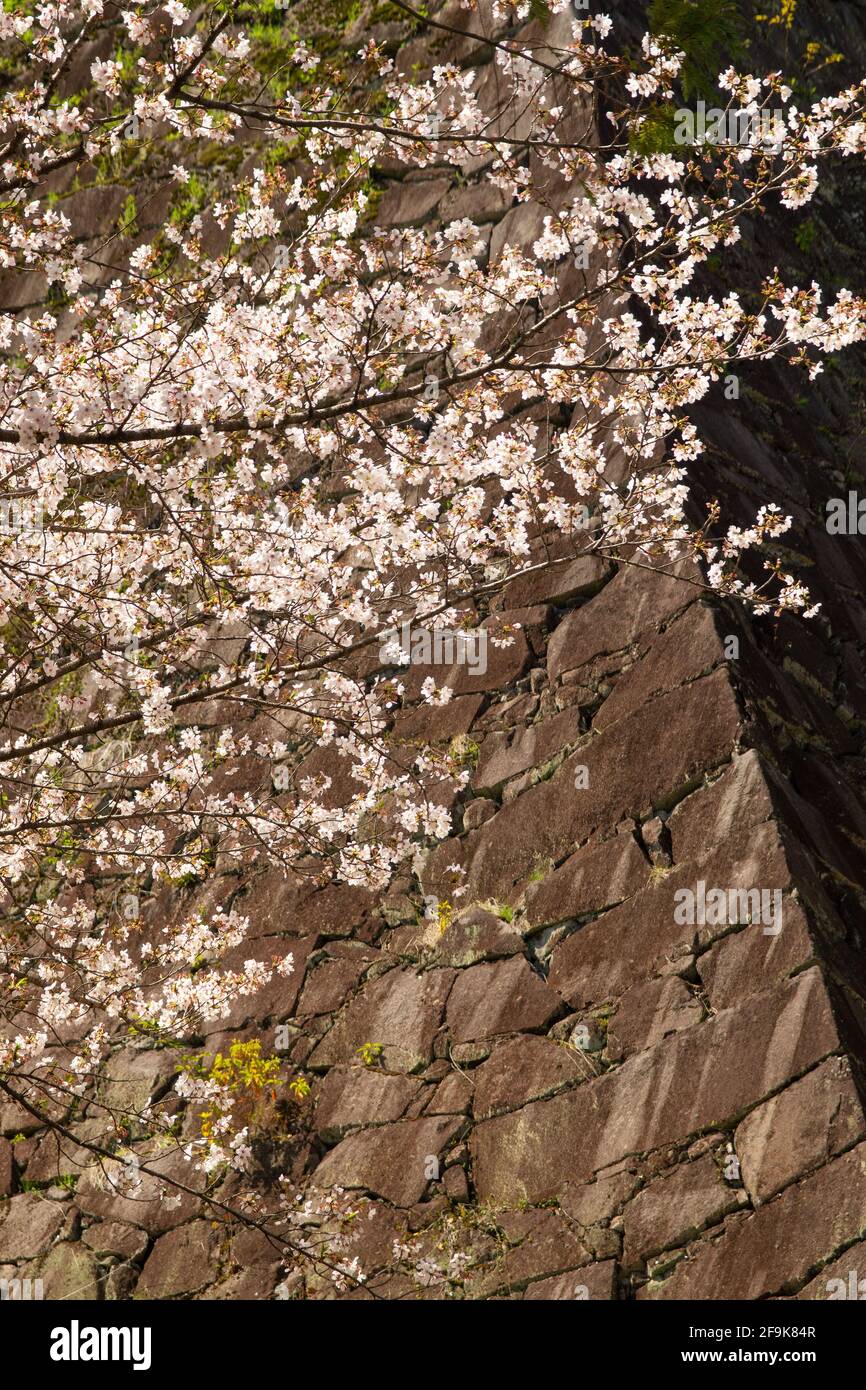 Cherry blossoms in Kumamoto Castle, Kumamoto Prefecture, Japan Stock ...