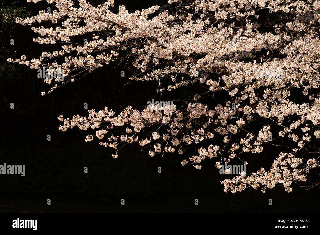 Cherry blossoms in Kumamoto Castle, Kumamoto Prefecture, Japan Stock ...
