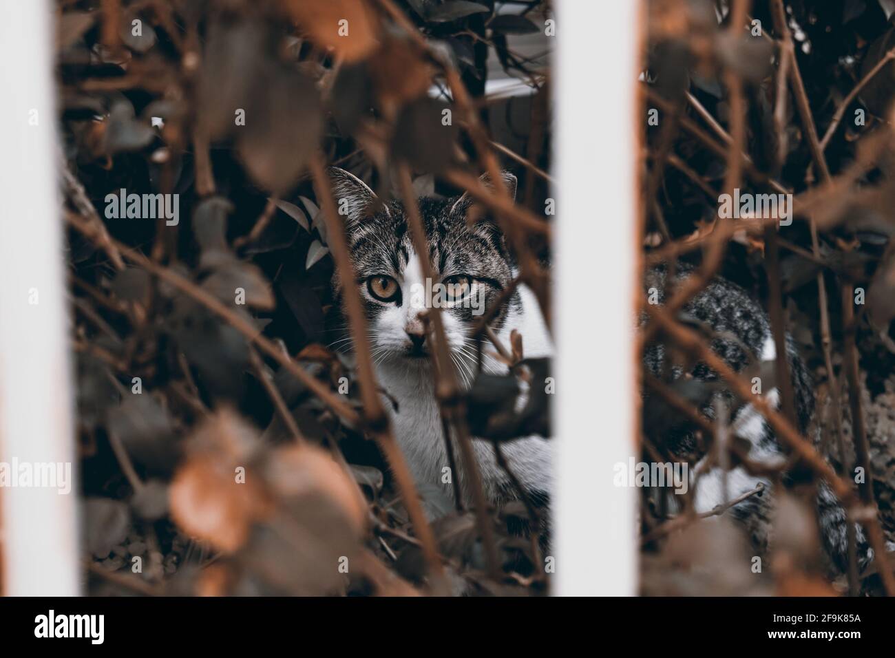 Cat in the bushes Stock Photo - Alamy