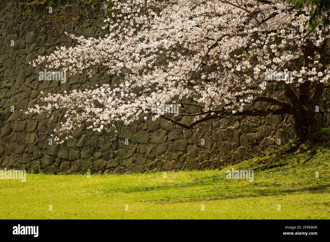 Cherry blossom japan kumamoto castle hi-res stock photography and ...