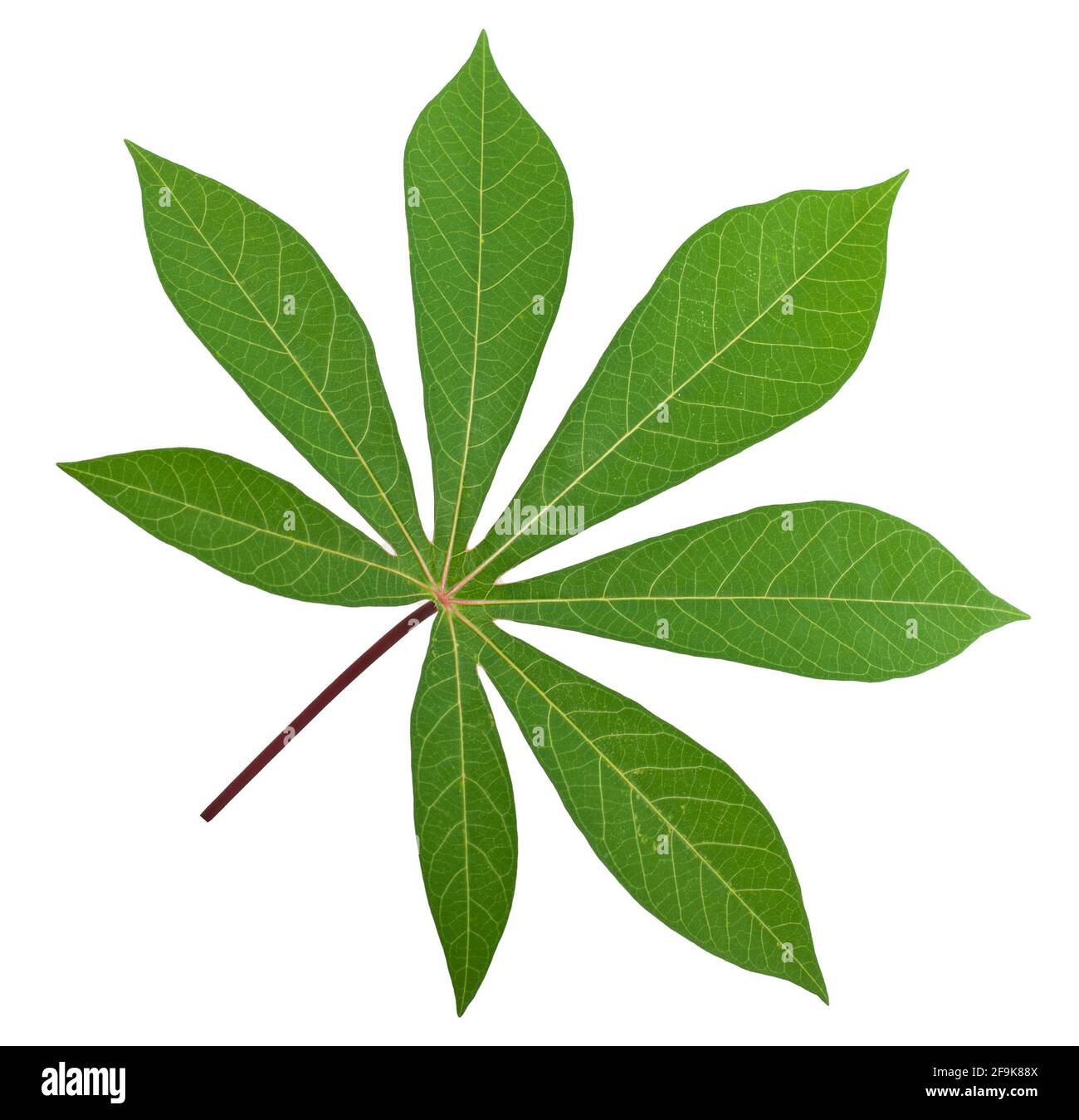 Cassava leaf isolated on white background Stock Photo - Alamy