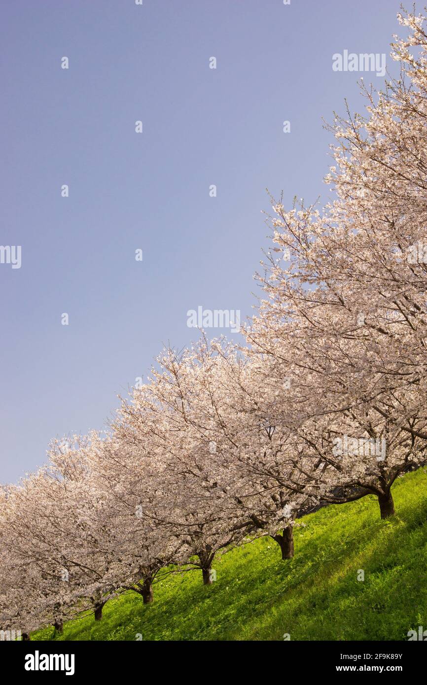 Cherry blossoms in Kumamoto Castle, Kumamoto Prefecture, Japan Stock ...