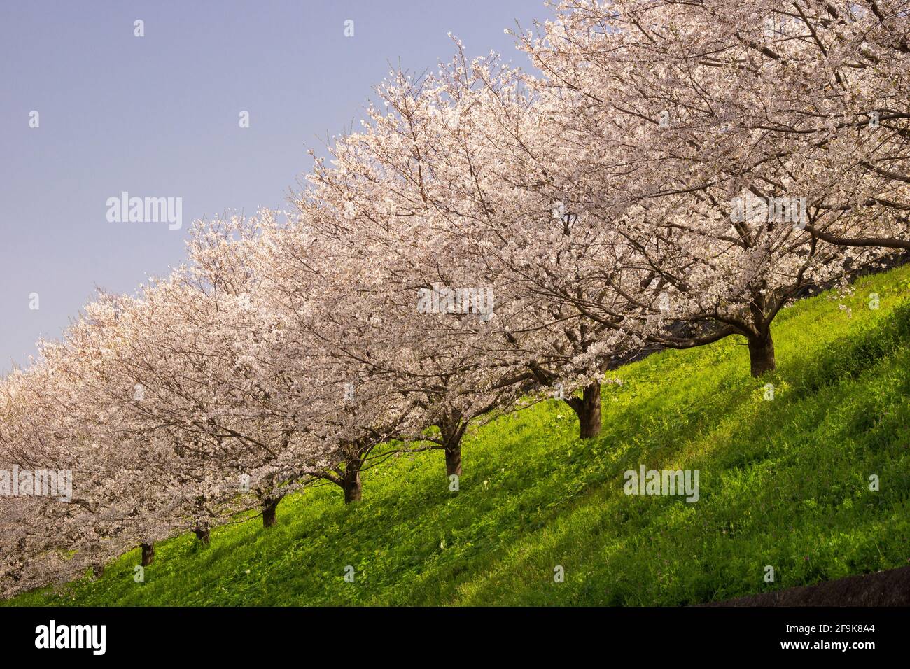 Cherry blossoms in Kumamoto Castle, Kumamoto Prefecture, Japan Stock ...