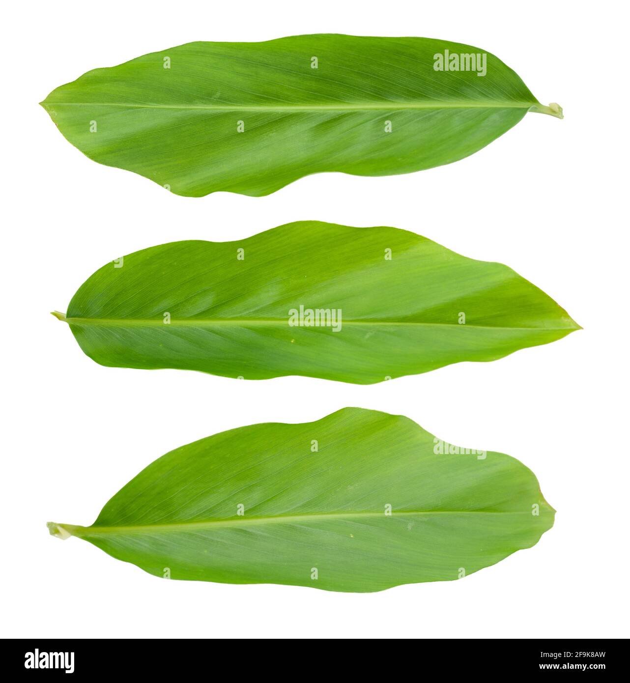 Ginger leaf isolated on white background Stock Photo - Alamy