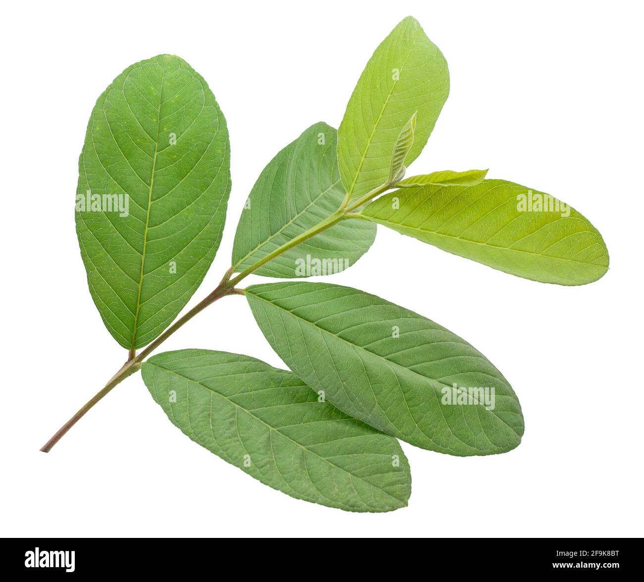 Guava leaf isolated on white background Stock Photo - Alamy