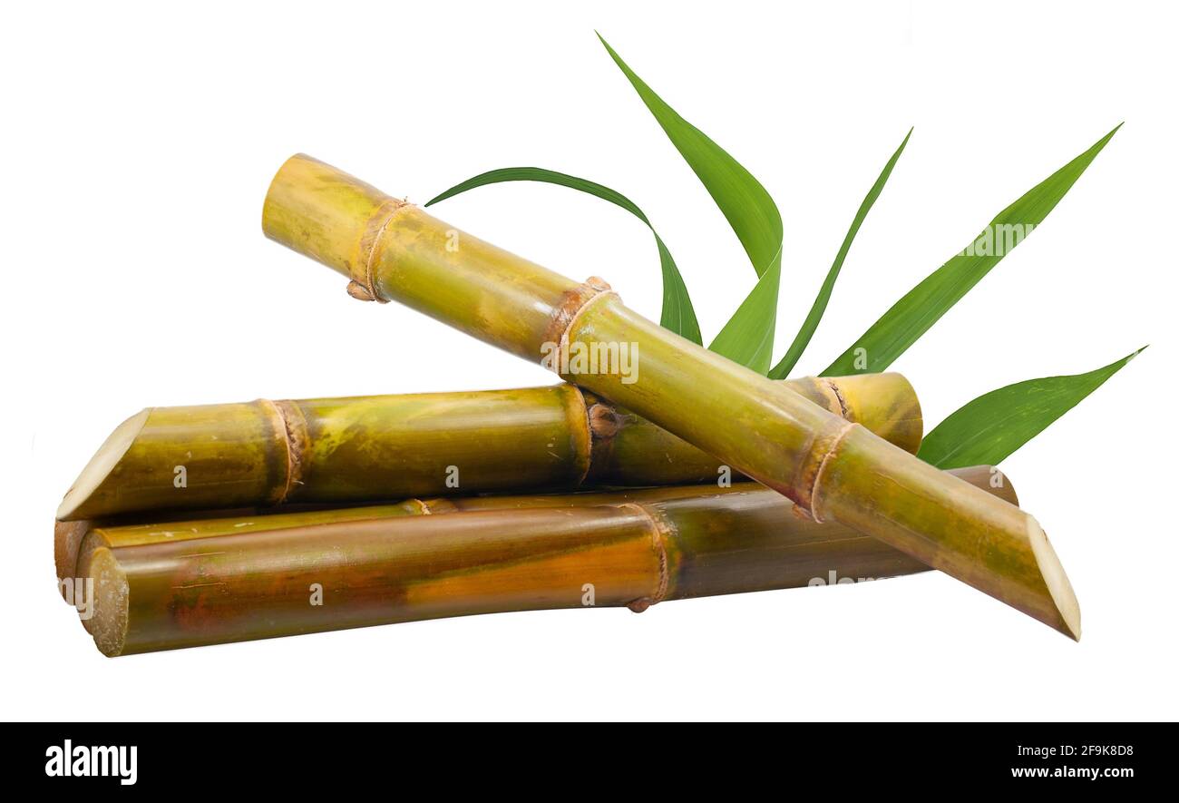 Single object of Sugar cane isolated on white background Stock Photo ...