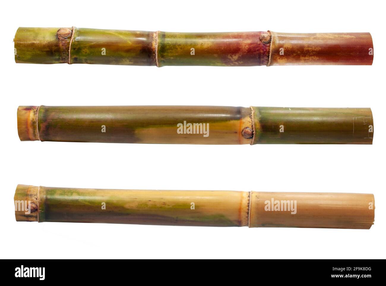 Single object of Sugar cane isolated on white background Stock Photo ...