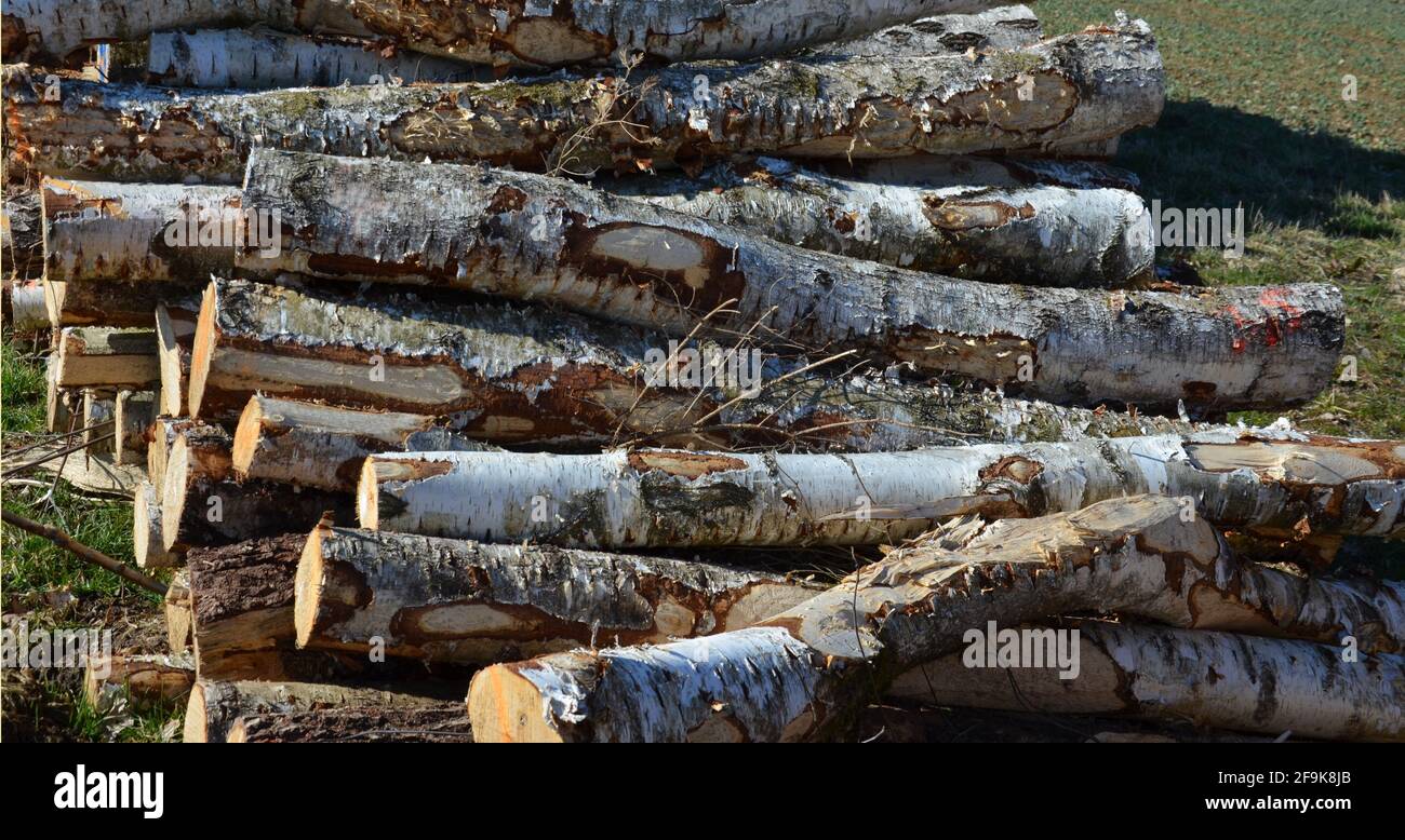 Harvesting birch firewood hi-res stock photography and images - Alamy