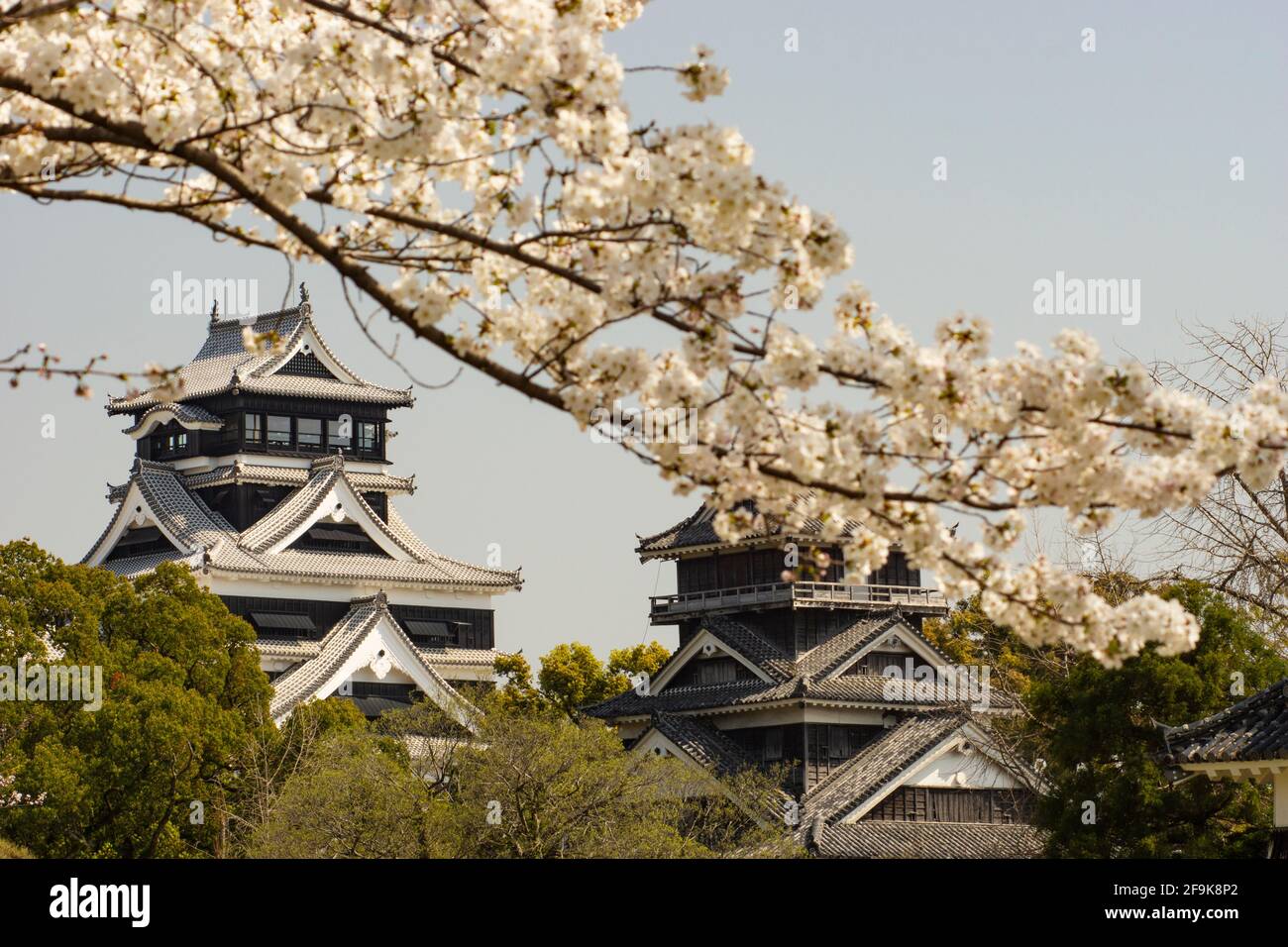 Cherry blossoms and Kumamoto Castle, Kumamoto Prefecture, Japan Stock ...