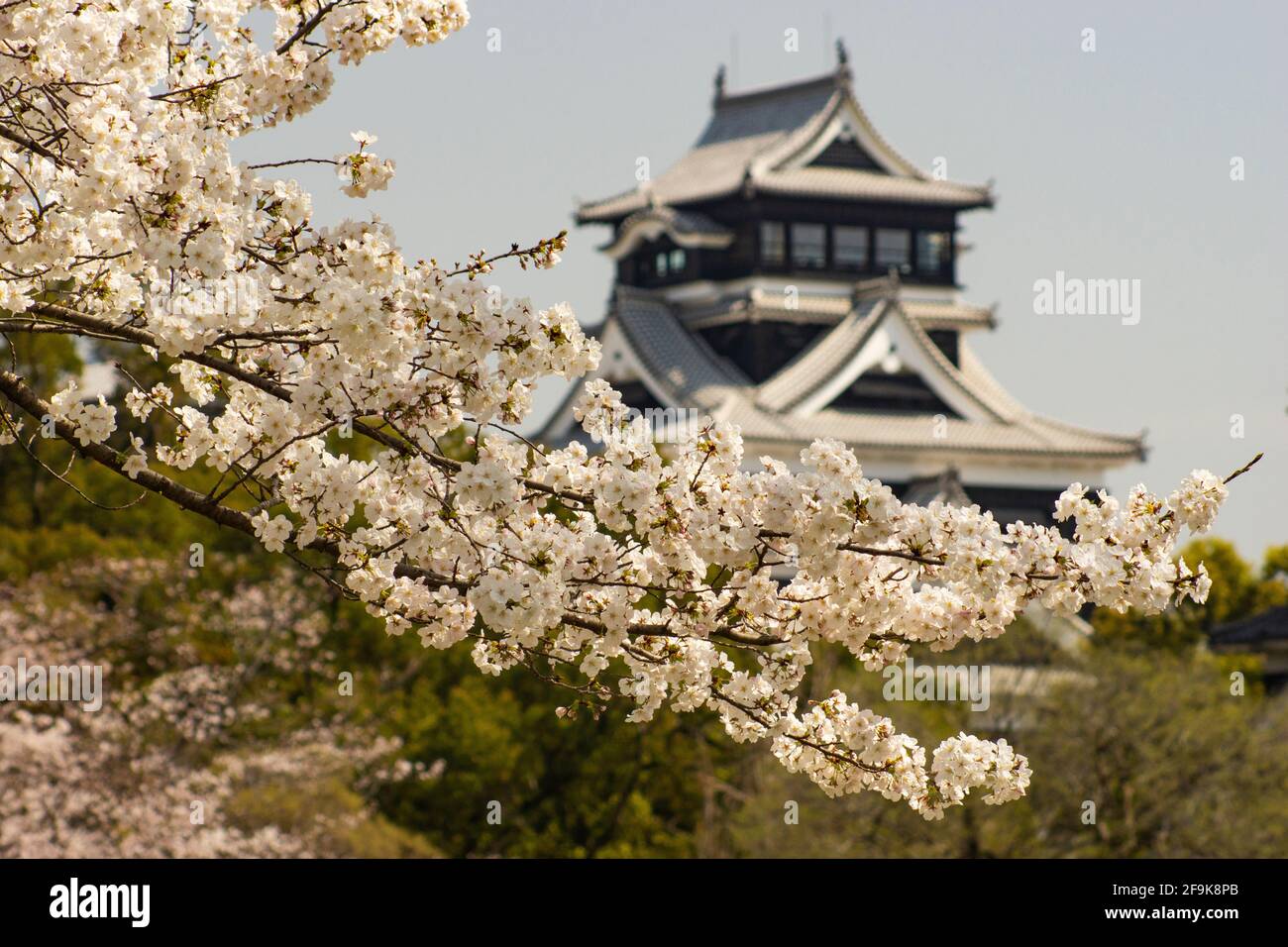 Cherry blossoms and Kumamoto Castle, Kumamoto Prefecture, Japan Stock ...
