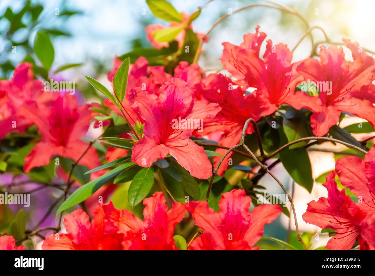 Subtropics hi-res stock photography and images - Alamy