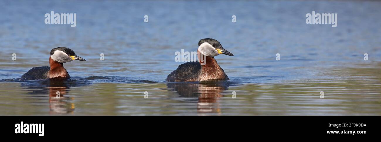 Pair of Red-necked grebe, mating ceremonies Stock Photo - Alamy