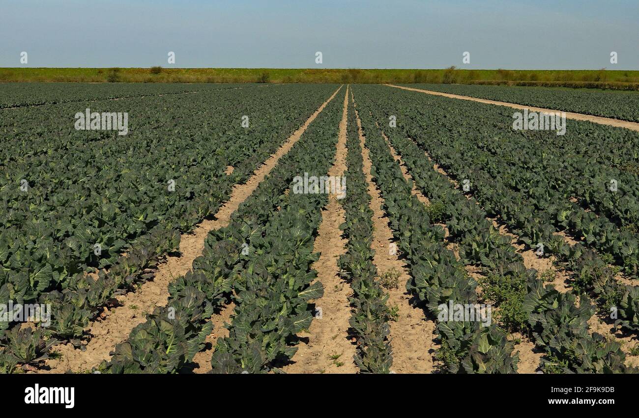 Rows plants growing in straight hi-res stock photography and images - Alamy