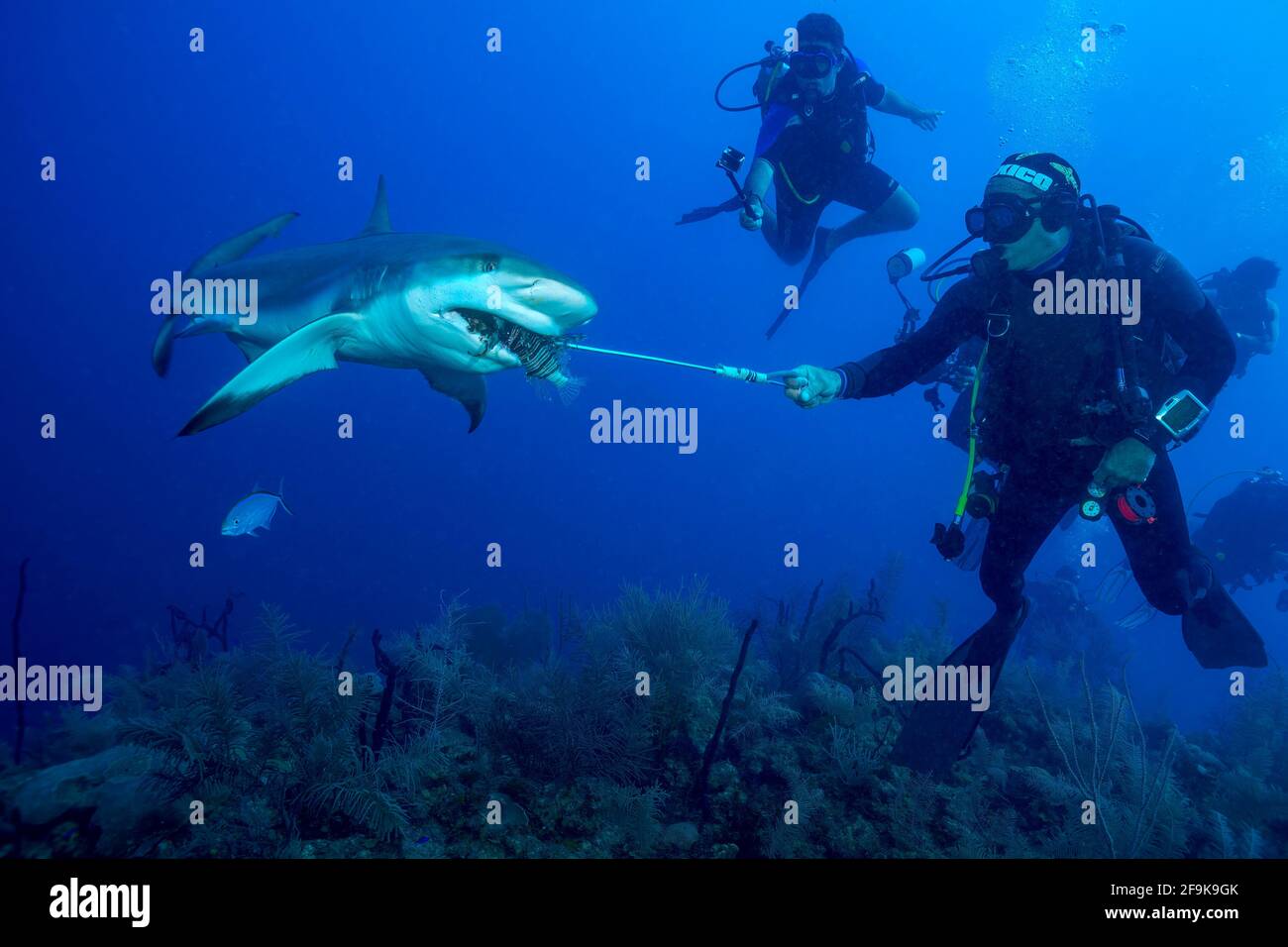 Silky shark, Carcharhinus falciformis, feeding lionfish; Jardines de la ...