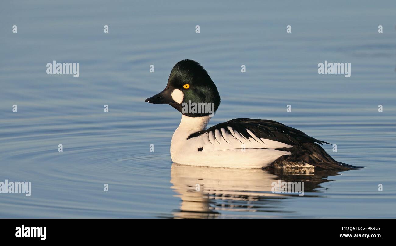 Breeding ducks hi-res stock photography and images - Alamy