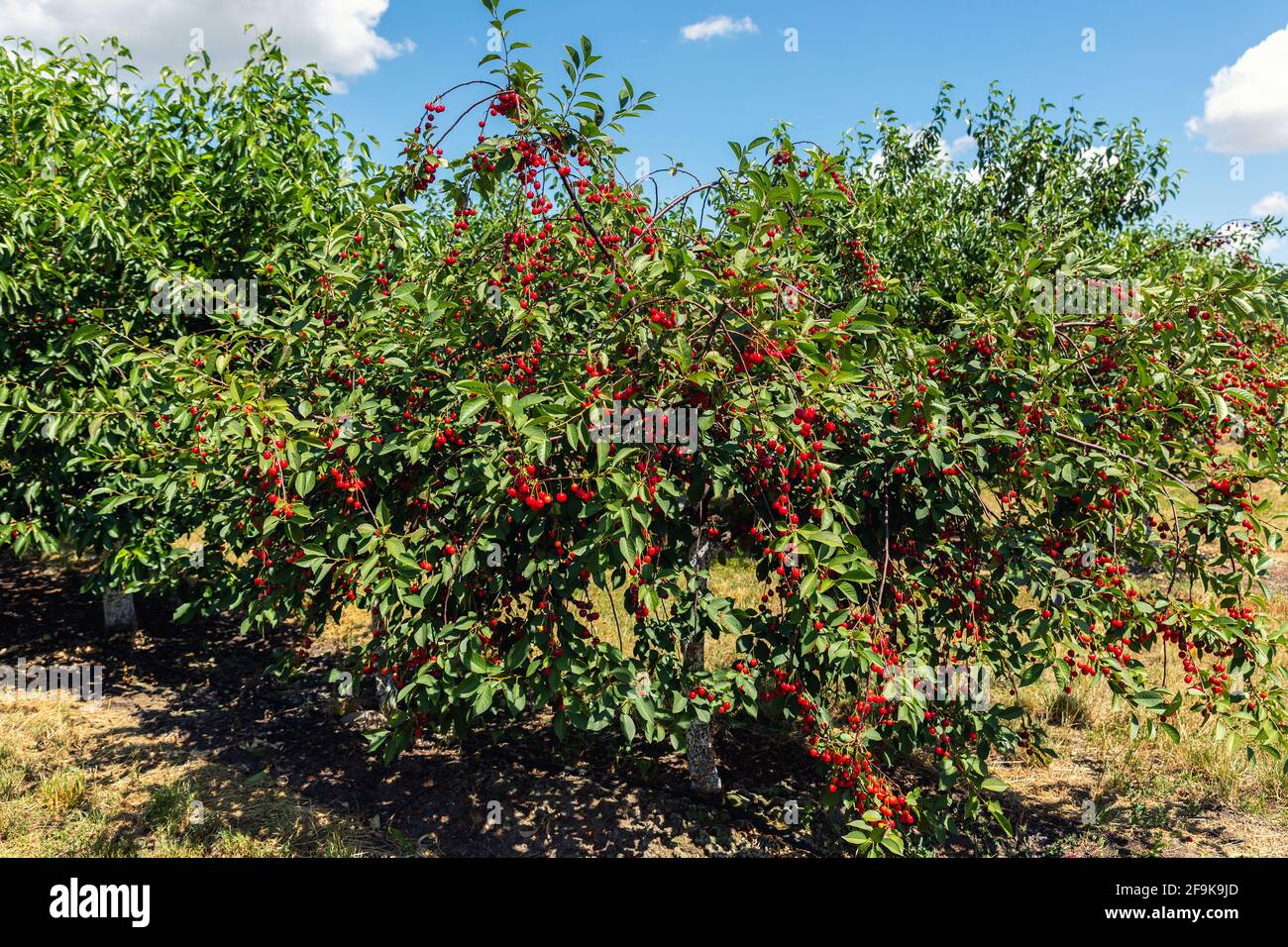Many fruit trees with green leaves twig and many red ripe tasty juicy ...