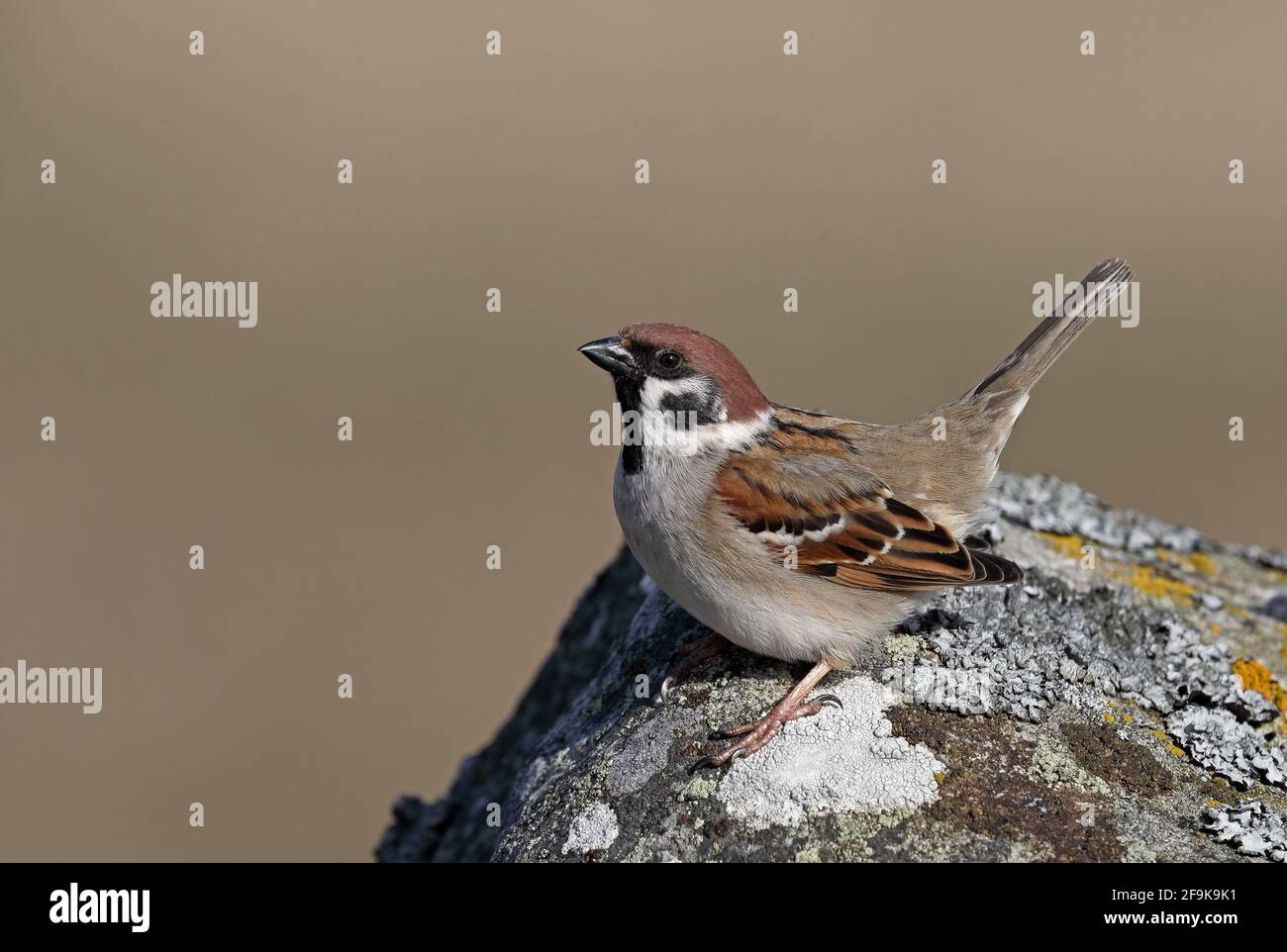 Eurasian tree sparrow in breeding plumage on stone with lifted tail ...