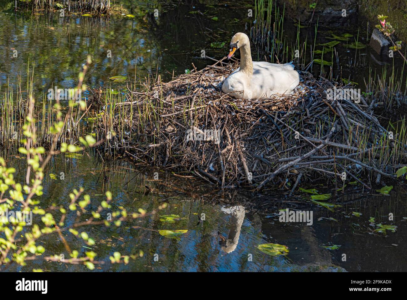 Brooding swan hi-res stock photography and images - Alamy