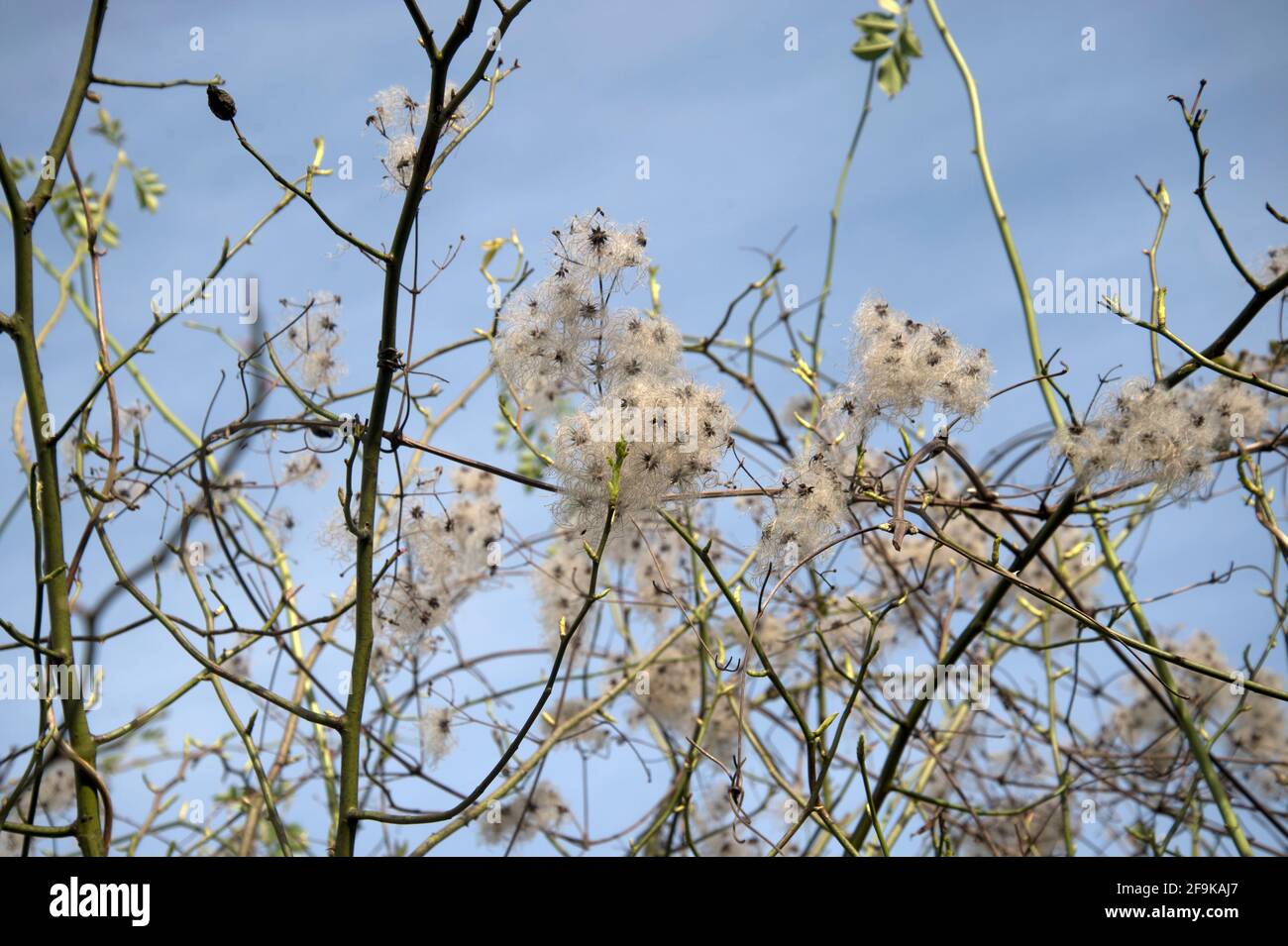 Grandfathers beard hi-res stock photography and images - Alamy