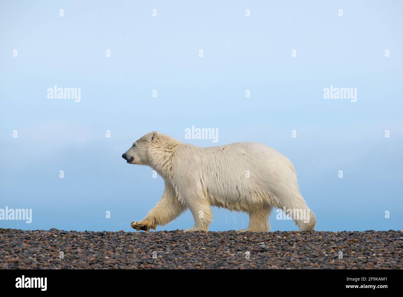 Polar Bear walking on beach. Sideways on. Bear strolling at speed. Blue ...