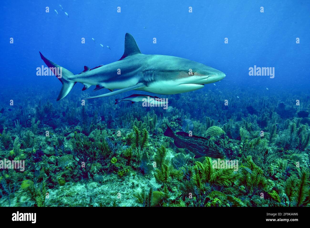 Carcharhinus falciformis hi-res stock photography and images - Alamy