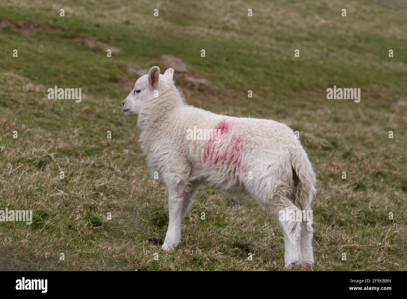Smit marking sheep hi-res stock photography and images - Alamy