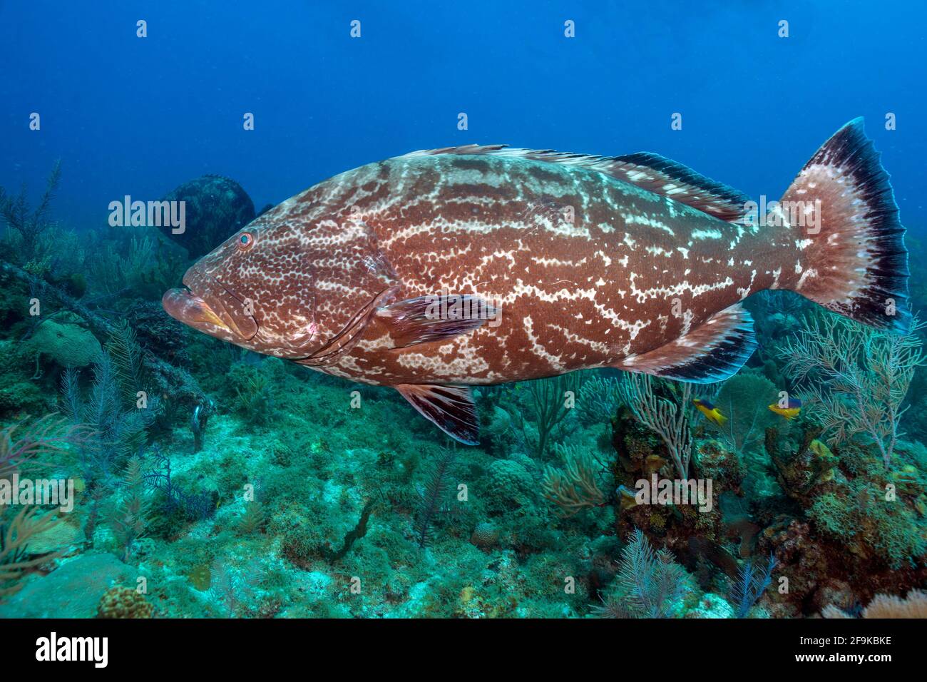 Caribbean Grouper