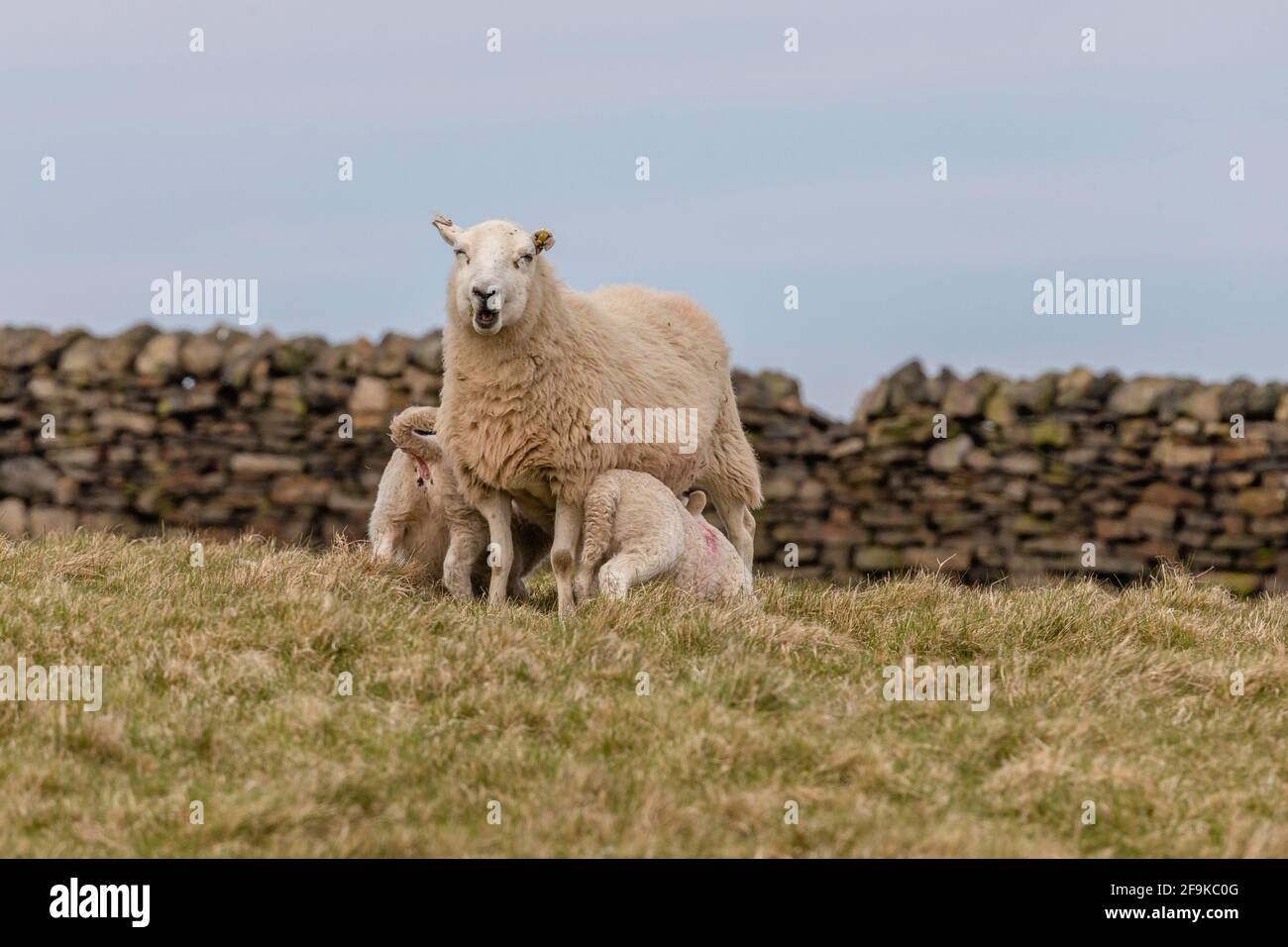 A ewe feeding her lambs Stock Photo - Alamy