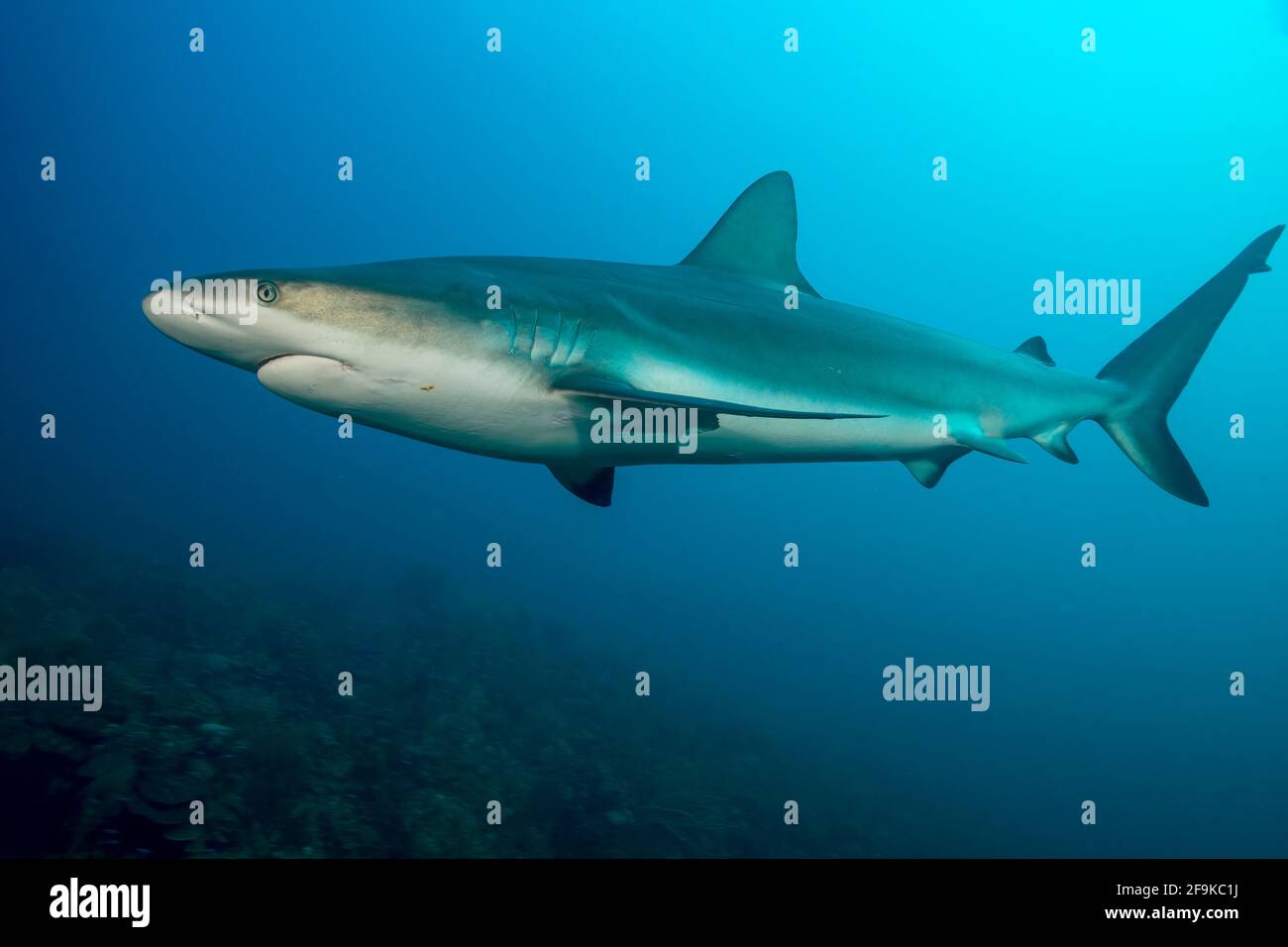 Silky shark, Carcharhinus falciformis, in Cuba of south coast ...